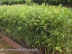 Mudas de Florestais/Nativas à venda com preço Florestais/Nativas