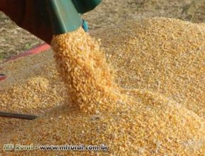 Ddg Milho | Preço Venda Compra - MF Rural