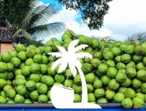 Coco Verde | Preço Venda Compra - MF Rural