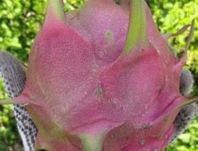 Pitaya em São Paulo à venda com preço