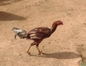 Galinhas/ Galos à venda com preço Galinhas/ Galos