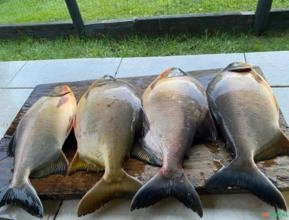 Peixes à venda com preço