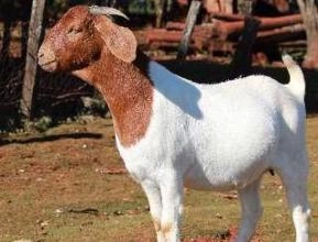 Cabritos E Cabras Raça Boer E Saanen em Londrina PR à venda. 325541