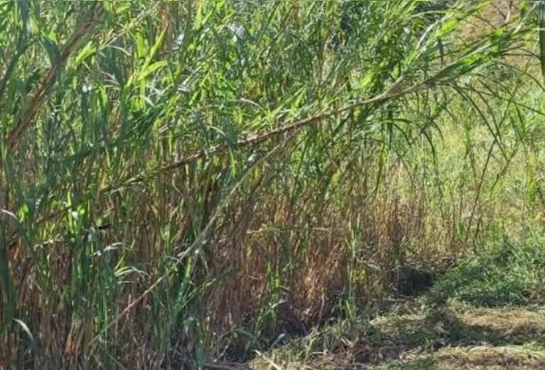 Capim em Valença RJ à venda. Compre direto do vendedor 810619