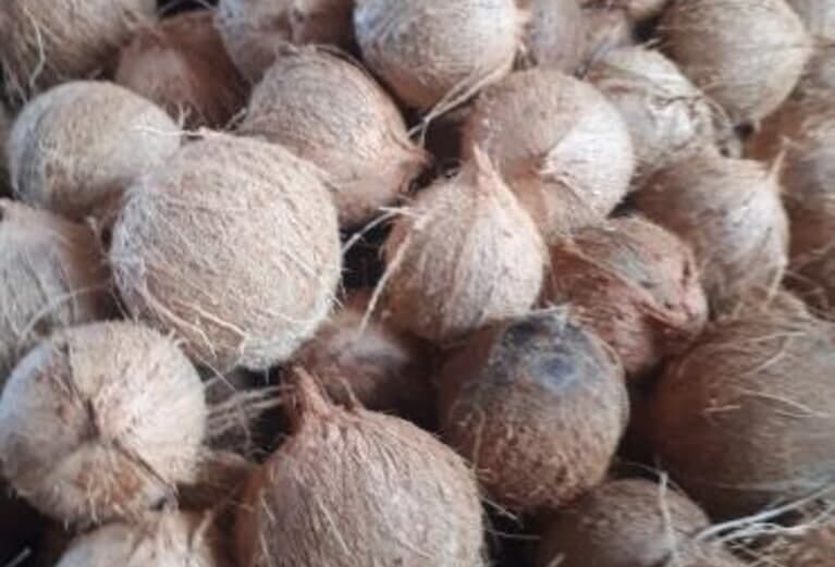 Coco Seco Gigante em Amontada CE à venda. Compre direto 883890