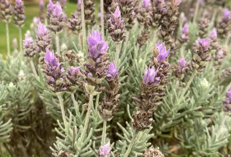 Lavanda Francesa in Natura em São Luiz do Paraitinga SP à venda. 879873