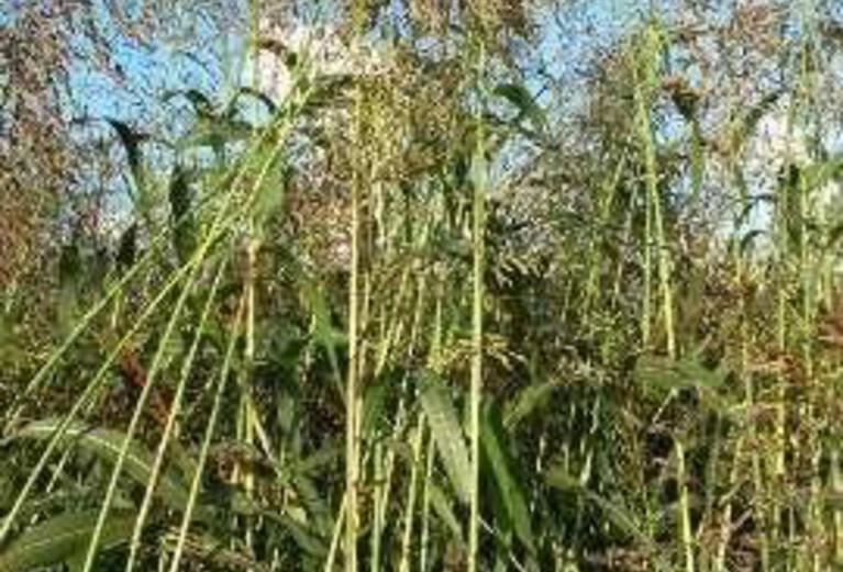 Capim Sudão de Rondonópolis – Mt em Rondonópolis MT à venda. 214077