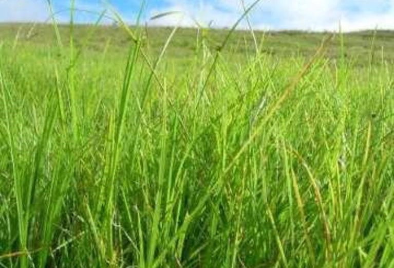 Capim Quicuio em Muriaé MG à venda. Compre direto do vendedor 149790